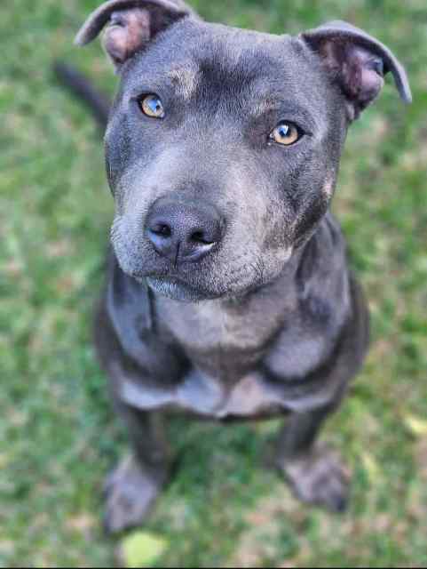 Blue brindle male Staffordshire bull terrier (Staffy) | Dogs & Puppies ...