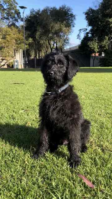 Labradoodle Puppy Labrador x Poodle | Dogs & Puppies | Gumtree ...