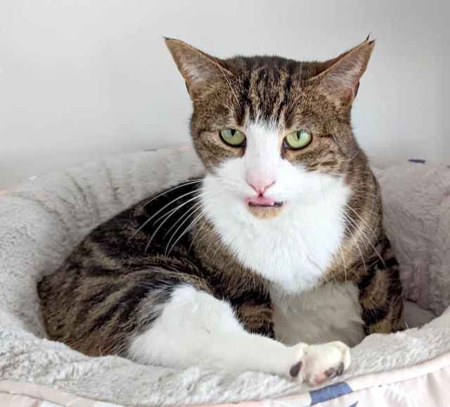 Bunty - Sweet and Sassy - Female Domestic Short Hair | Cats & Kittens ...