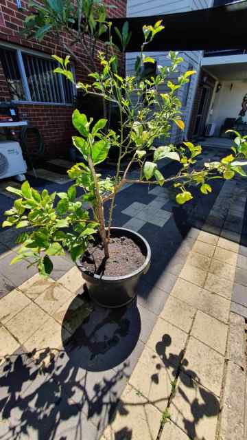1st Lemon Tree FOR SALE!!! - Plants in Beeliar WA | Gumtree Australia