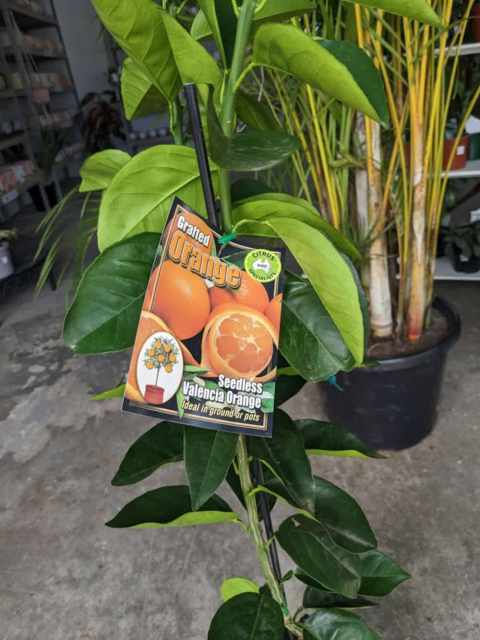 Valencia Orange (Seedless) - 5L - Plants in Queanbeyan ACT | Gumtree ...