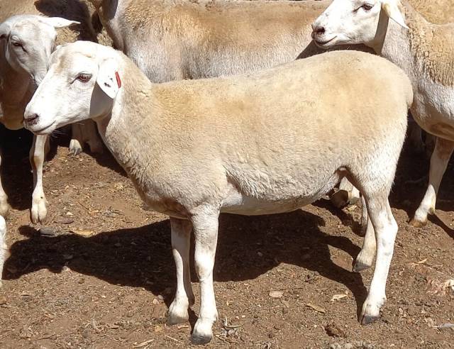 AUSTRALIAN WHITE EWE LAMBS x 20 ARDENE x TATTYKEEL AW EWE LAMBS 7 Mths ...