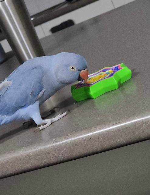 blue indian ringneck to good home | Birds | Gumtree Australia Darebin ...