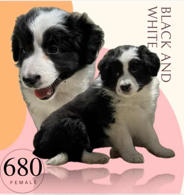 Family friendly border collie | Dogs & Puppies | Gumtree Australia ...