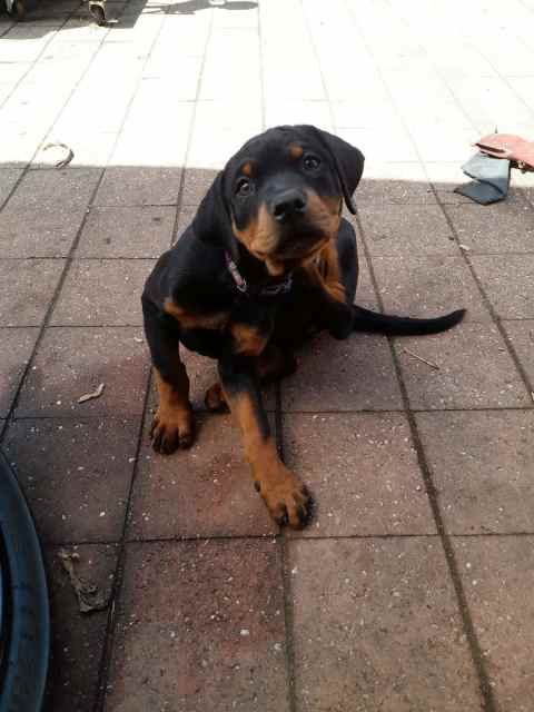 rottweiler pups 3 female | Dogs & Puppies | Gumtree Australia ...