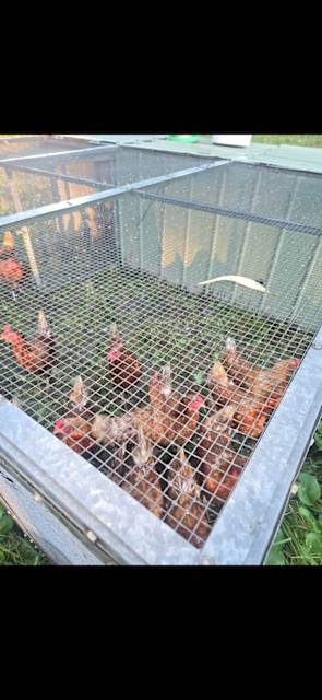 isa Brown chooks | Livestock | Gumtree Australia Port Stephens Area ...