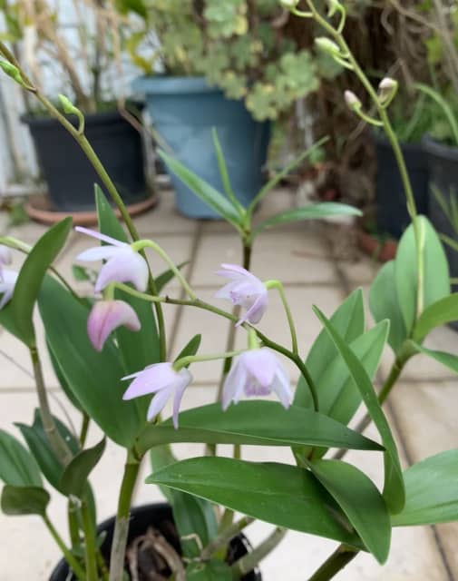 Dendrobium Orchid - Plants in Guildford NSW | Gumtree Australia