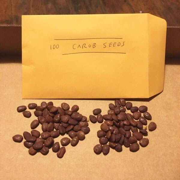 100 Carob Tree Seeds (Ceratonia siliqua) - Plants in Brunswick VIC ...