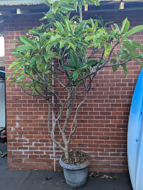 Tall established tri colour fruit salad frangipani tree in large pot ...