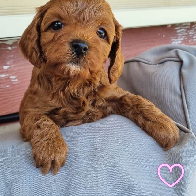 Cavoodle puppies ruby red | Dogs & Puppies | Gumtree Australia ...