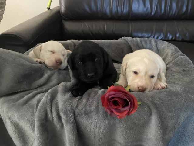 Pure Labrador Puppies Vax & Microchiped | Dogs & Puppies | Gumtree ...