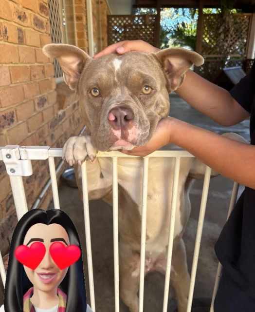 American Pocket Bully with full papers | Dogs & Puppies | Gumtree ...