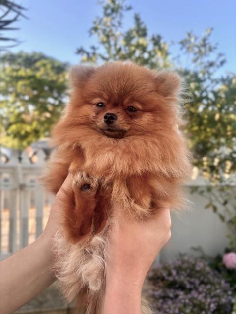 Tiniest Tea-cup Pomeranian | Dogs & Puppies | Gumtree Australia Gold ...