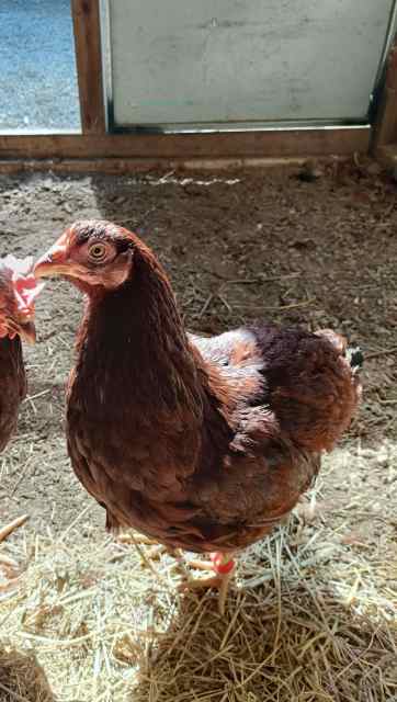Rhode Island Red *POL* Hen | Livestock | Gumtree Australia Brisbane ...