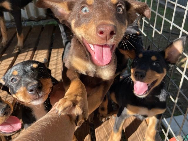 purebred kelpie pups from pedigree lines | Dogs & Puppies | Gumtree ...