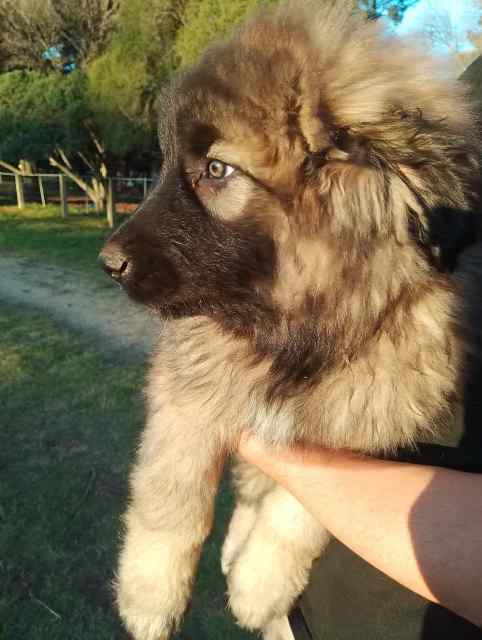 Purebred Sarplaninac/Illyrian Mountain dog puppies for sale | Dogs ...