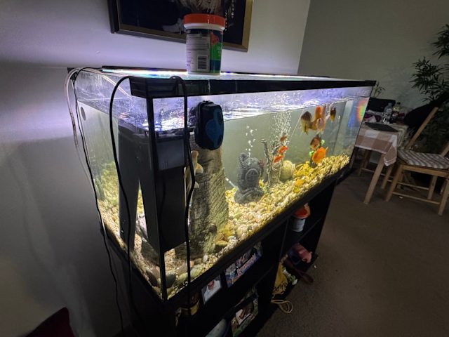 Fisk tank and fish | Fish | Gumtree Australia Belmont Area - Belmont ...