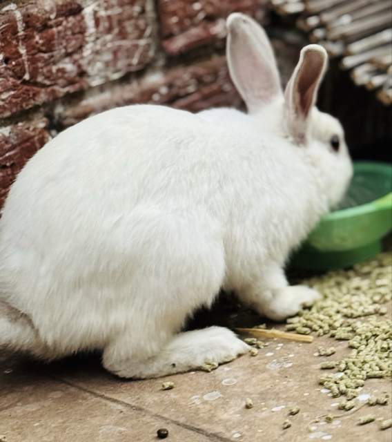 One year old Rabbits | Rabbits | Gumtree Australia Brimbank Area ...