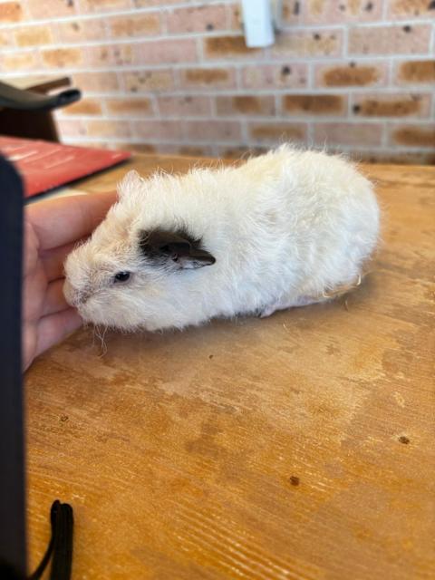 Guinea pigs | Other Pets | Gumtree Australia Penrith Area - Castlereagh ...