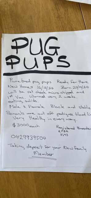 Your New family member - Miscellaneous Goods in Eden NSW | Gumtree ...