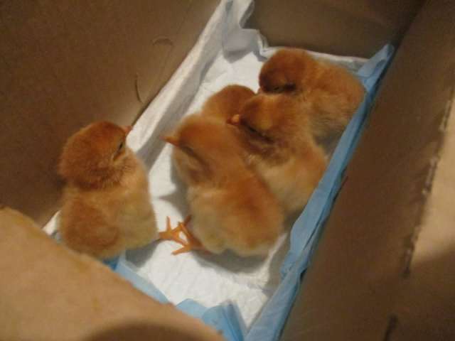 Day old chicks female only 100% pullets Gingernut Ranger Laying Hens ...