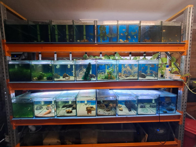 Fish breeding setup and fish | Fish | Gumtree Australia Great Lakes ...
