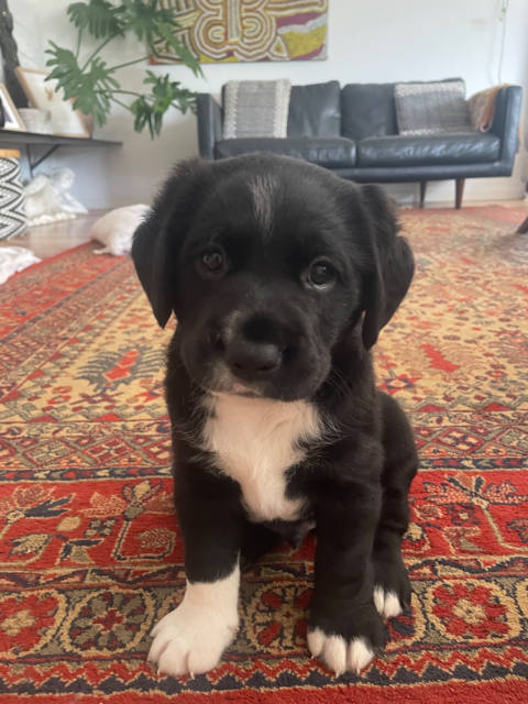 Labradoodle x Labrador / border collie | Dogs & Puppies | Gumtree ...