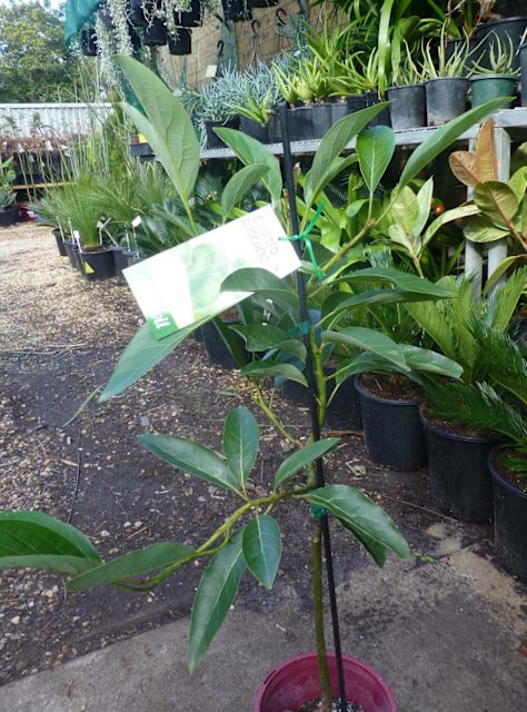 Plants Fruit Trees Avocado Grafted $78.00ea - Plants in Taren Point NSW ...