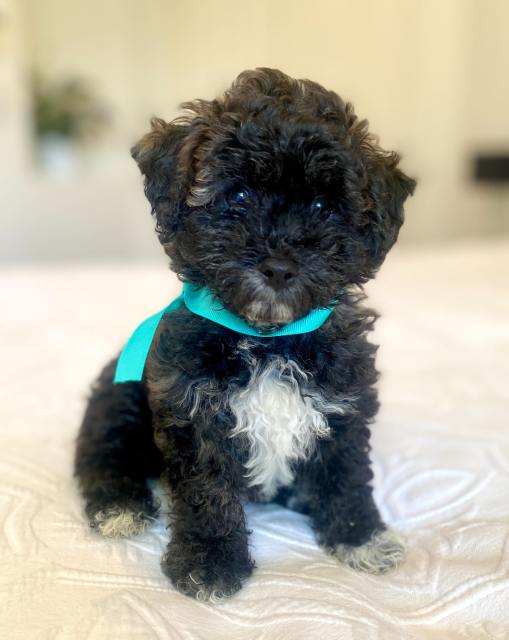 Mini Bichoodle / Poochon - ONE LEFT - READY NOW | Dogs & Puppies ...