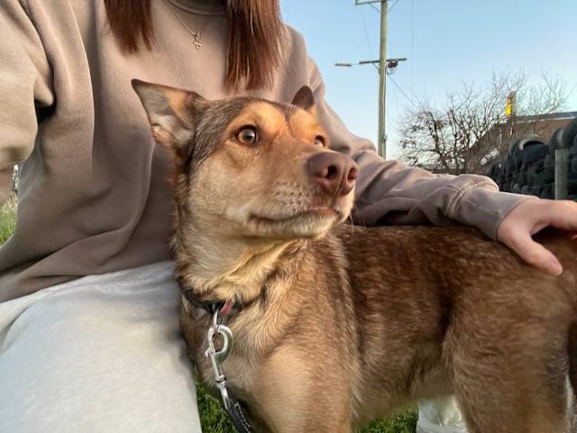 Nala. Mini Kelpie X | Dogs & Puppies | Gumtree Australia Merri-Bek Area ...