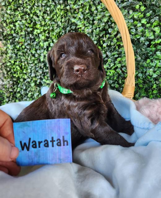 Adorable Labradoodle Puppies! Ethically Family Raised, DNA Clear | Dogs ...