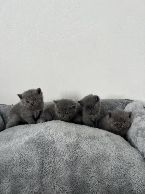 British Shorthair kittens | Cats & Kittens | Gumtree Australia ...
