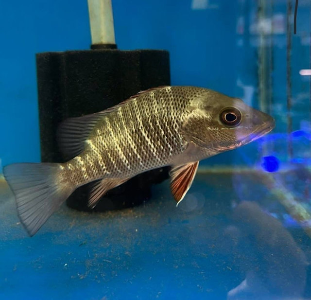 mangrove jacks, sooty, longtom & toothless Natives | Fish | Gumtree ...