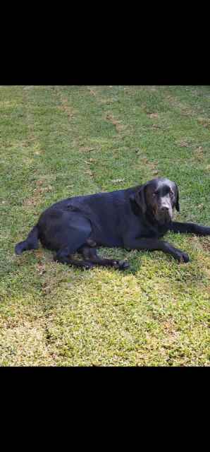 Labrador rehome | Dogs & Puppies | Gumtree Australia Playford Area ...
