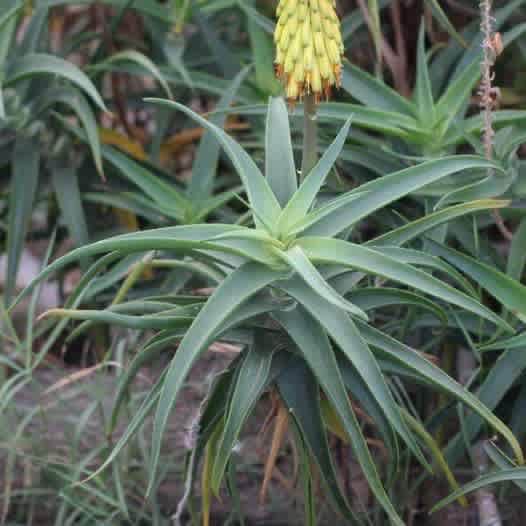 ALOE Striatula - FREE Super Hardy 1 metre cuttings - 8 Available FREE ...