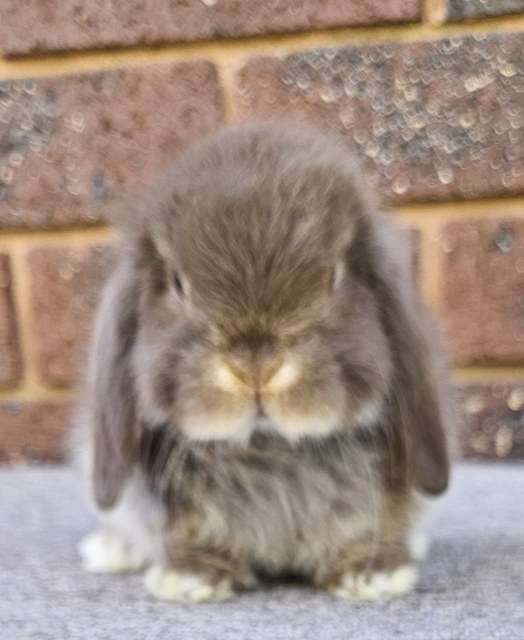Pure-bred Mini Lops & Netherland Dwarfs | Rabbits | Gumtree Australia ...
