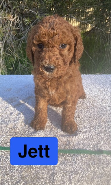 Standard Red Groodle Puppies, DNA | Dogs & Puppies | Gumtree Australia ...