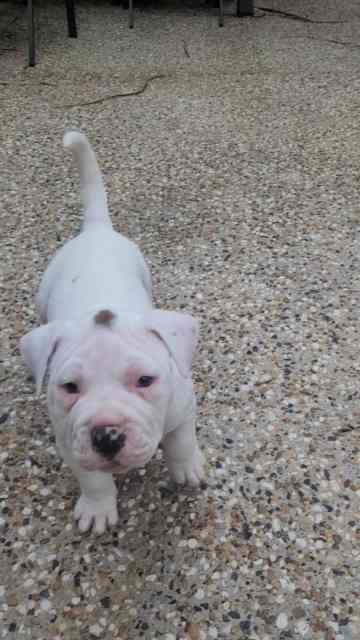AMERICAN BULLDOGS PUREBRED | Dogs & Puppies | Gumtree Australia Yarra ...