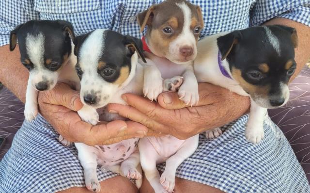 Mini Foxie/Mini Foxy puppies/pups | Dogs & Puppies | Gumtree Australia ...