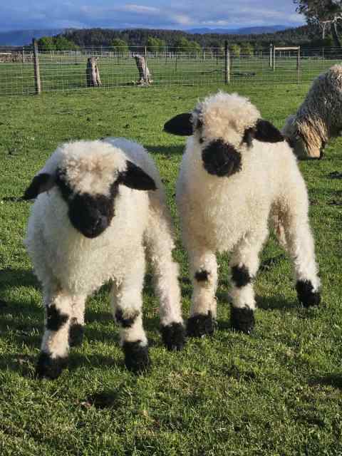 Valais blacknose sheep | Livestock | Gumtree Australia Kentish Area ...