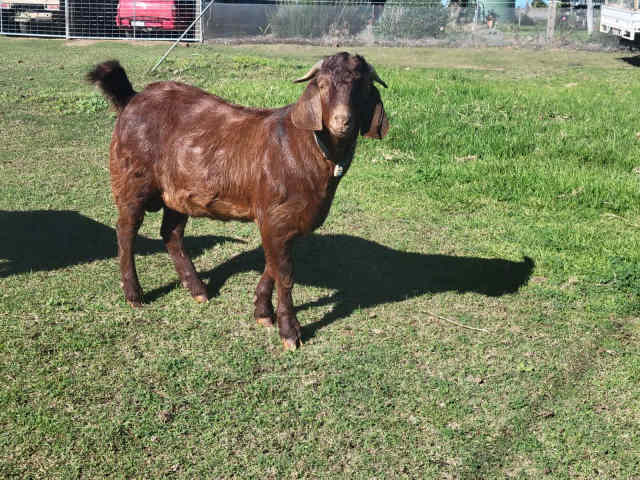 Boer Buck / Billy Goat | Livestock | Gumtree Australia Southern Downs ...