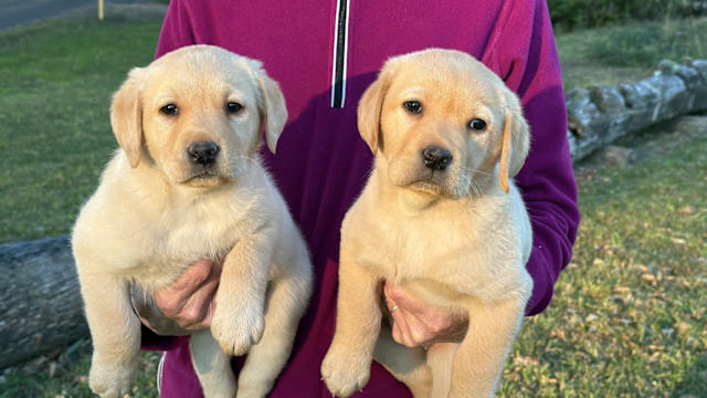 PUREBRED YELLOW LABRADOR PUPPIES FOR SALE | Dogs & Puppies | Gumtree ...