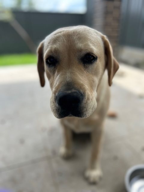 Rehome beautiful Labrador | Dogs & Puppies | Gumtree Australia The ...