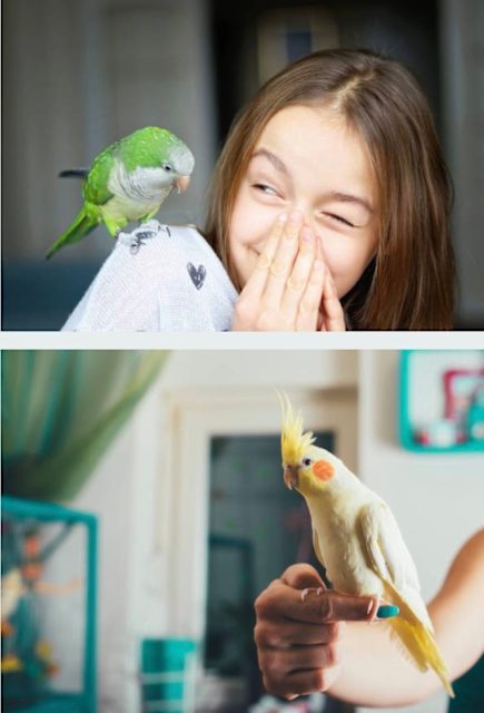 WANTED hand raised budgies or other hand raised birds | Livestock ...