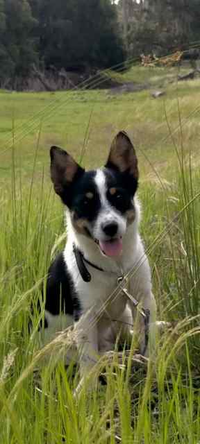 Mini Foxy Male 10 months old, please read ad before contact | Dogs ...