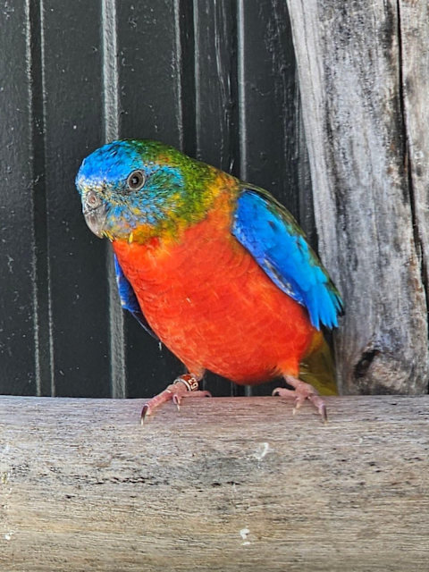 TURK TURQUOISE MALE NEOPHEMA PARROT PARROTS BIRD BIRDS PARAKEET | Birds ...