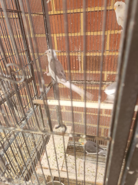 avariy weiros-cockatiels | Birds | Gumtree Australia Fremantle Area ...