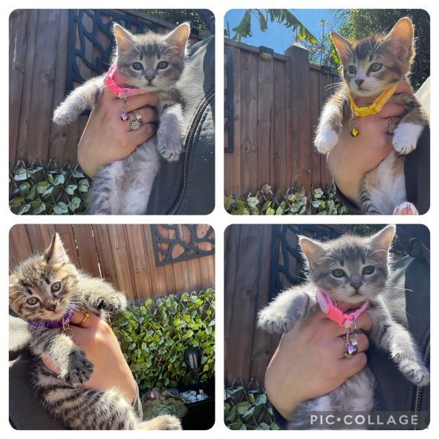 💙IRRESISTIBLE XRUSSIAN BLUE KITTENS💙 | Cats & Kittens | Gumtree ...