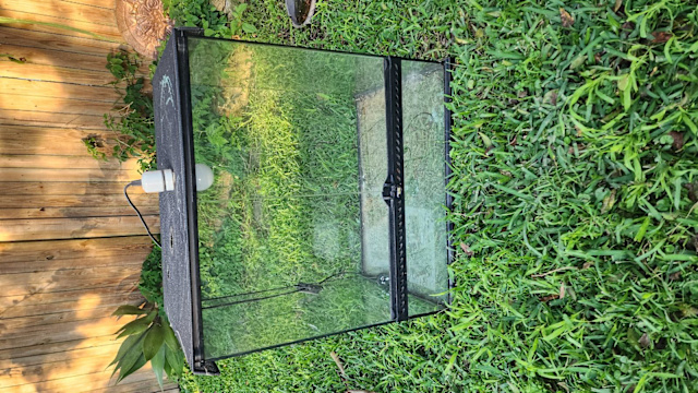 tank for frogs/stick insects/ small reptile | Pet Products | Gumtree ...