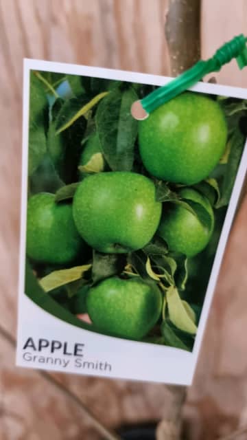 Big and bushy granny Smith apple tree in 26cm pot | Plants | Gumtree ...